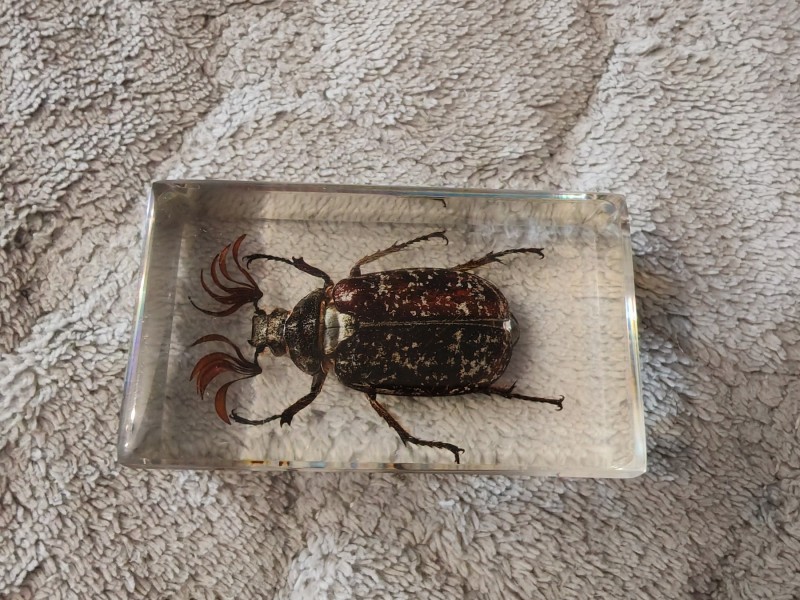 Pravi Insekti i Bube Br7 Azijski Borov Balegar Kao Novo