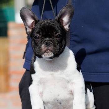 French bulldog/Francuski buldog štenci