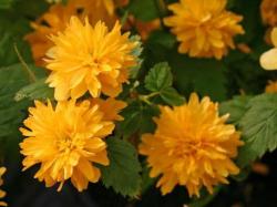 Keria japonica – pleniflora 1.god.