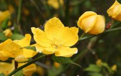 Keria japonica - golden guinea 1. god.