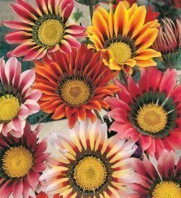 Gazania-Hrizantema letnja 0,3 gr(oko 90 sem.)
