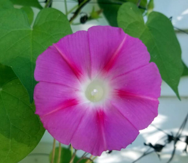Ladolež Pink – 2,5gr (oko 50 semenki)
