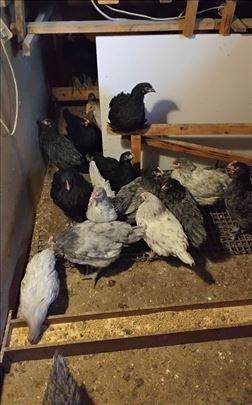 Australorp koke i petlići ( stari 10 nedelja )