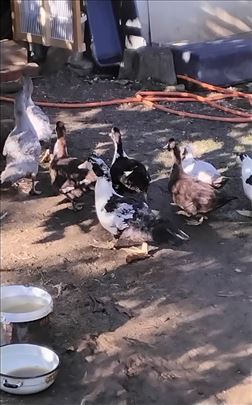 Mošusne-mutave patke Barajevo (stare 3 i 5 meseci)