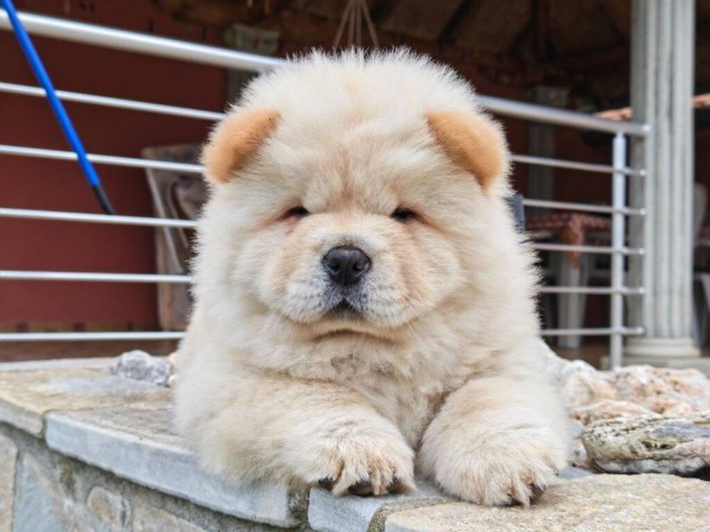 Krem Chow Chow štenci Na prodaju štenci rase Čau Čau. Dostupne su dve