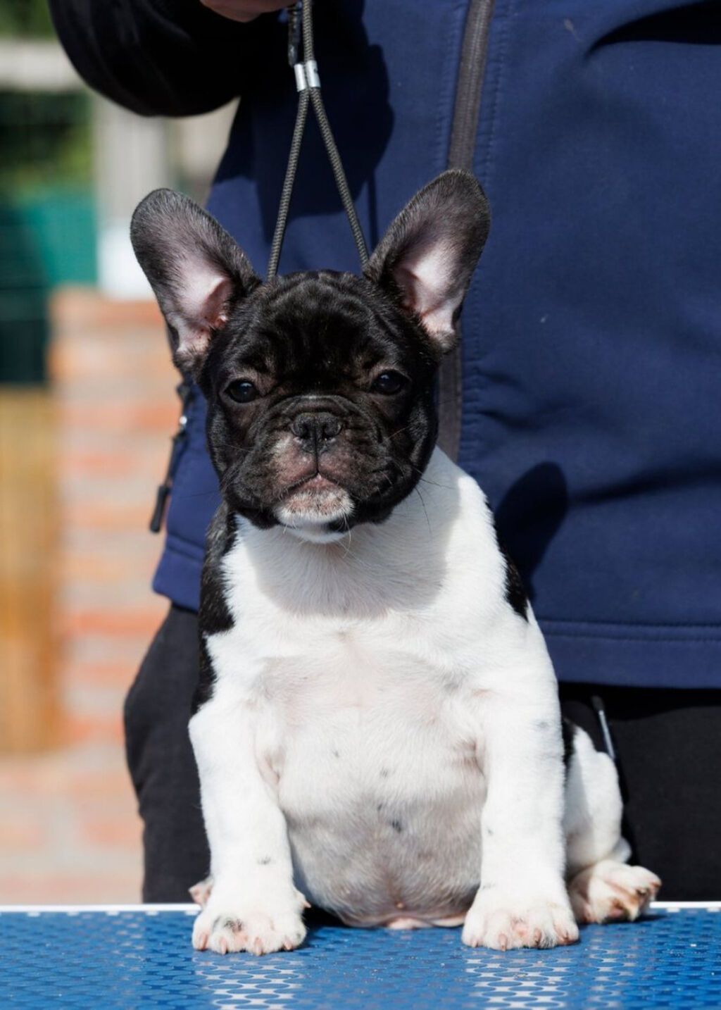 French bulldog odg Srcky's oglasava stenad profesionalno odgojenu