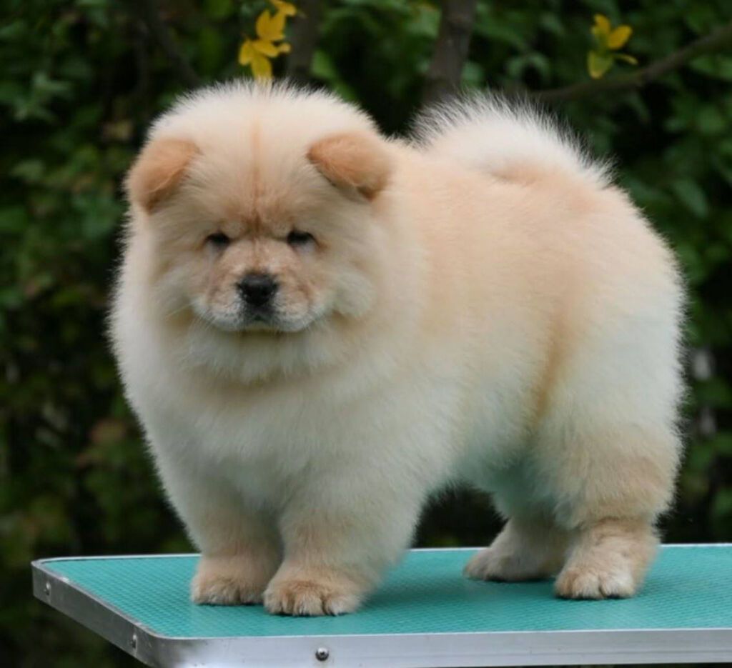 Chow Chow Čau Čau štenci Odgajivacnica Royal Ramonda (FCI 7710) ima u
