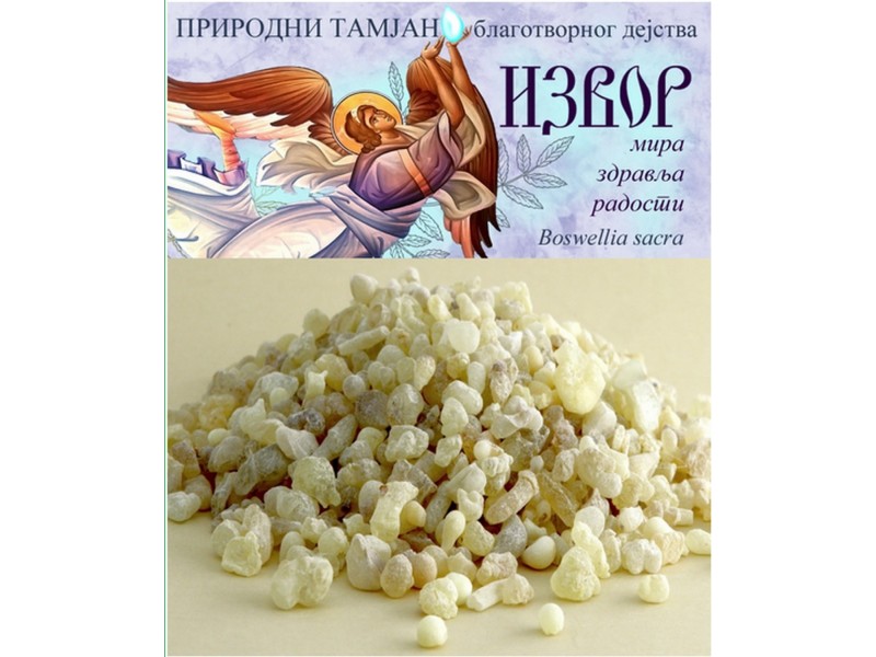 Tamjan Izvor - Boswellia sacra - Oman