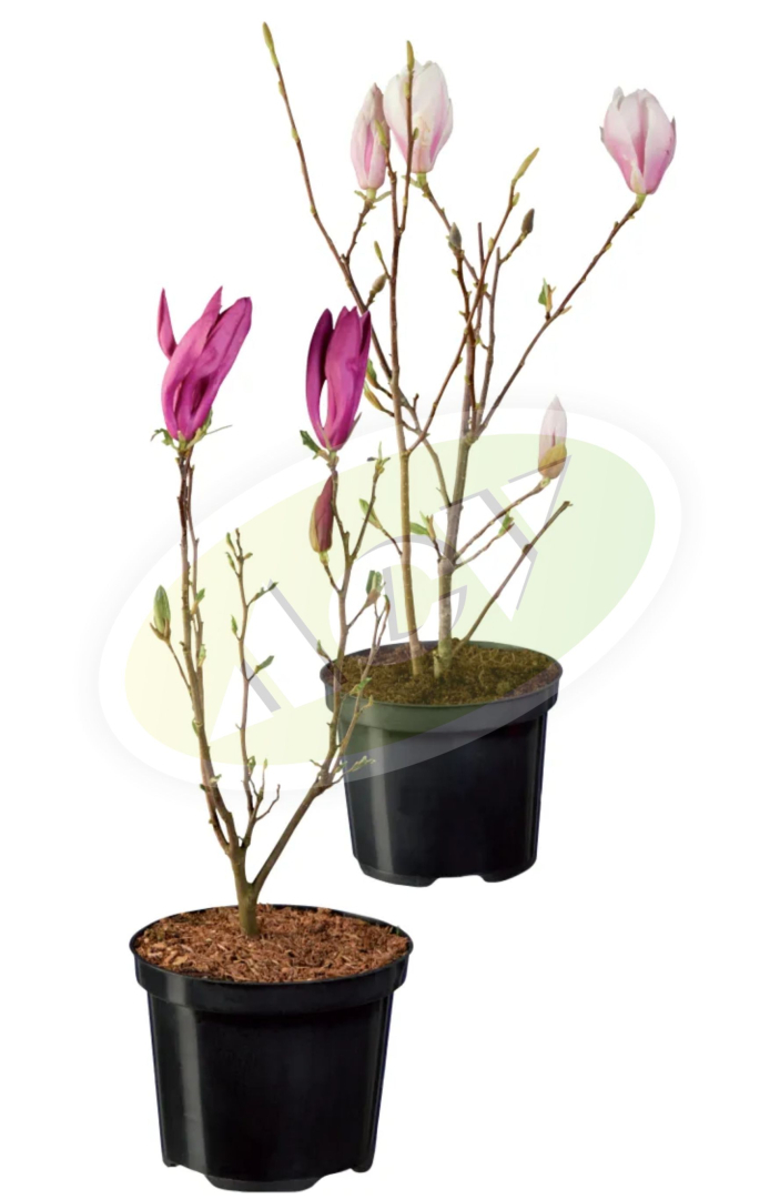MAGNOLIJA BIG U SAKSIJI