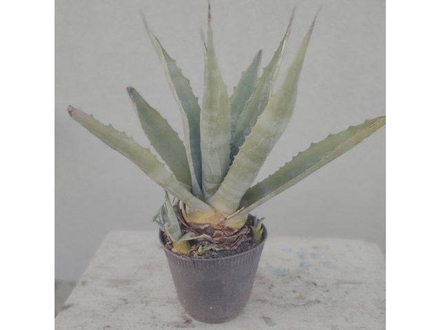 Agave
