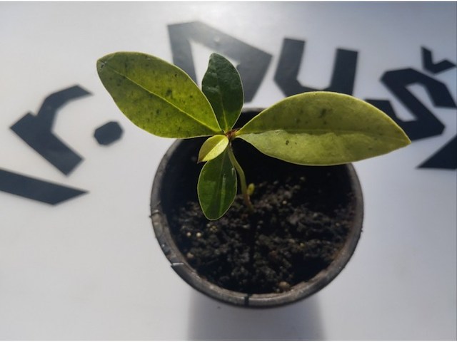 Magnolia grandiflora – zimzelena, belog cveta sadnica