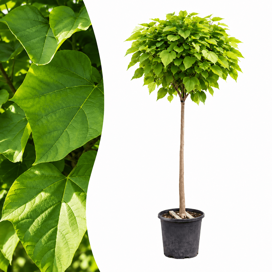 Kuglasta katalpa – Catalpa bignonioides Nana 220cm