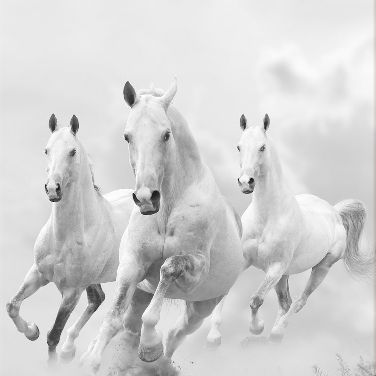 Sveska A5 Economy 60 lista Wild horses, 70gr, margine