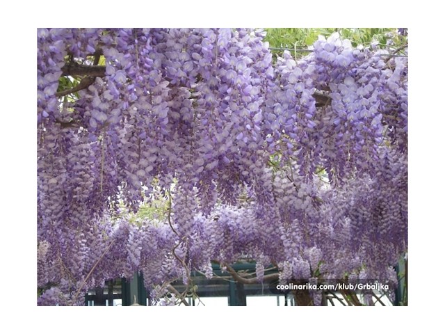 GLICINIJA (Wisteria sinensis) plavi bagrem