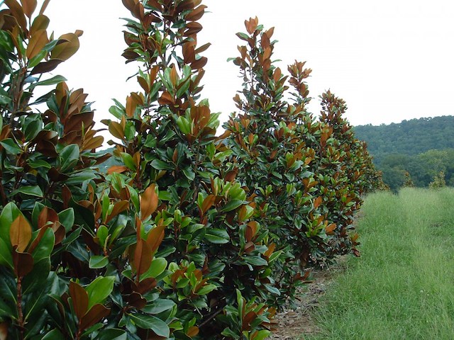 magnilia grandiflora, bela magnolija