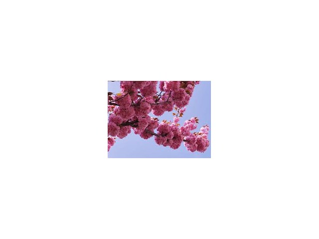 japanska trešnja sadnice (Prunus serrulata)