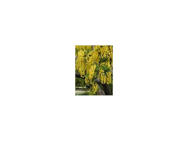 zlatna kisa (Laburnum anagiroides)
