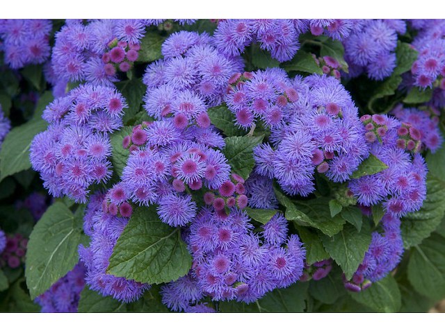 GORUĆA LJUBAV  (Ageratum houstanianum) seme