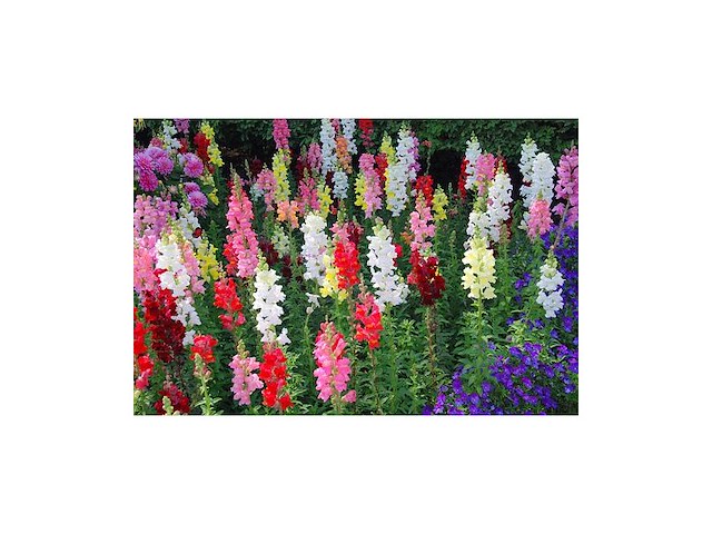 ZEVALICA (Antirrhinum majus)  seme MIX