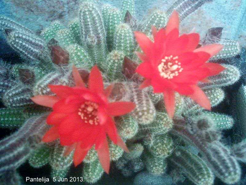 Kaktus u cvetu II