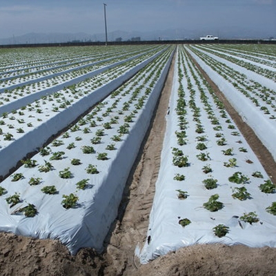 FOLIJA ZA JAGODU (sirina 1.0 m; razmak 25cm; debljina 0.040mm) 1000 m